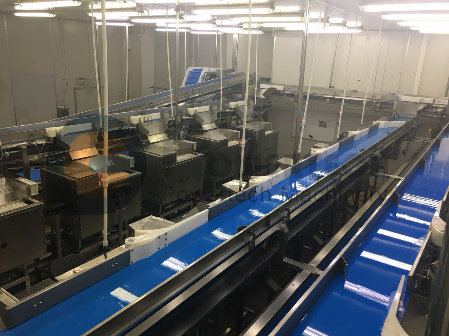 Automatic High Capacity Vannmei Deveining Processing Line from China ...