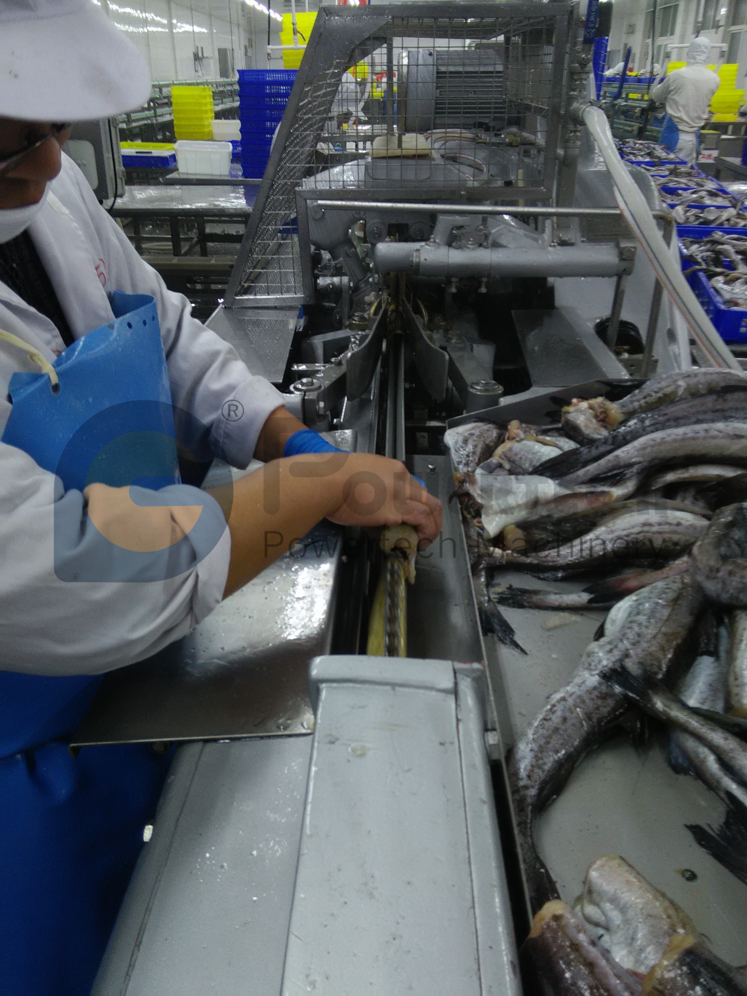 Pollock Central Bone Removing Automatic Fish Filleting Machine from ...